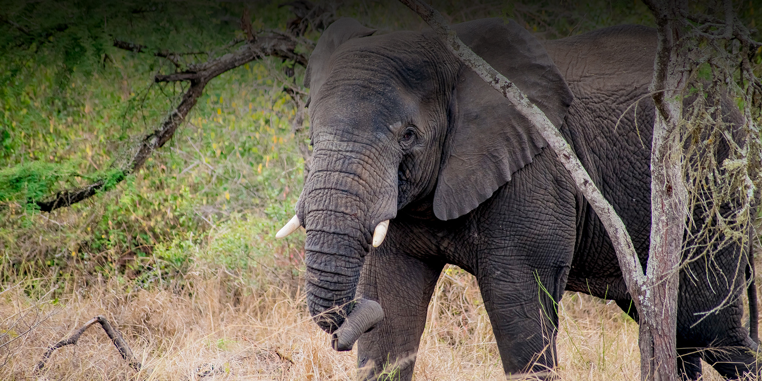 Salt Holidays | Gorilla Trekking Tours and Wildlife Safaris.