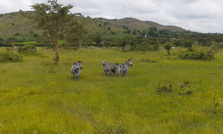 Top things to do while in Uganda | Uganda Tourist Activities.