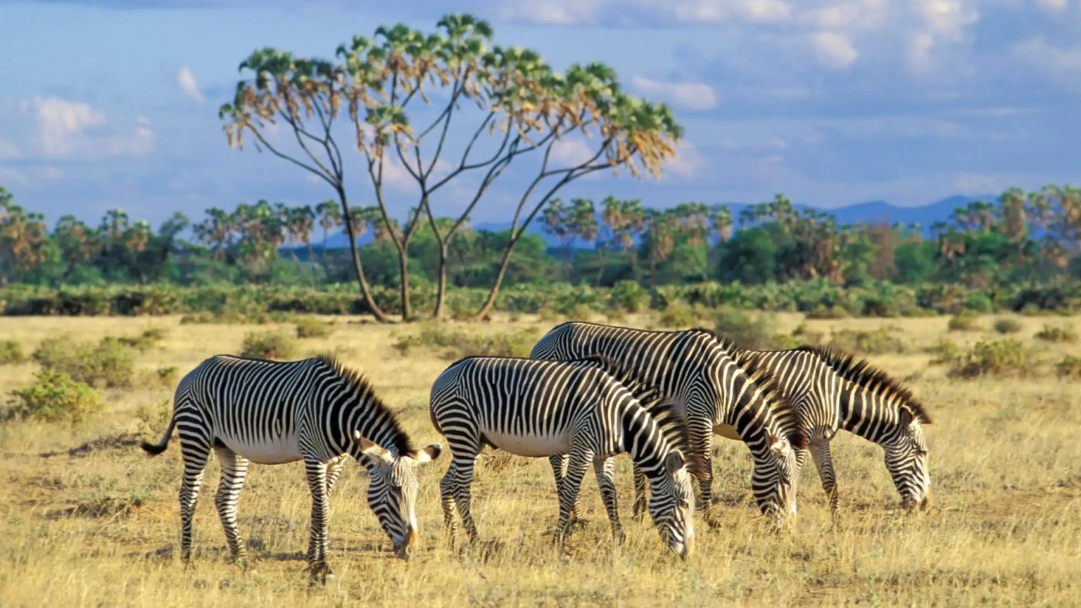 Ultimate Guide to Samburu National Reserve 2026 - Salt Holidays